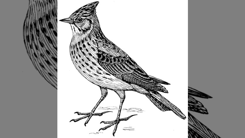 alouette - Maternelle Éducatif