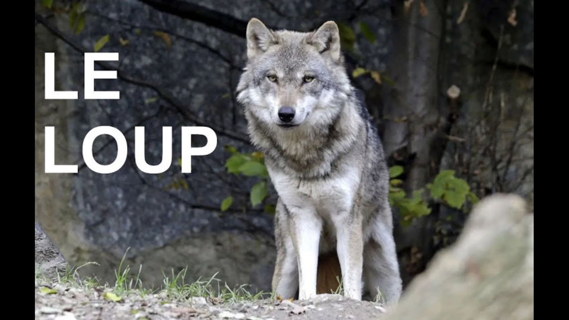 Le loup (documentaire) - Maternelle Éducatif
